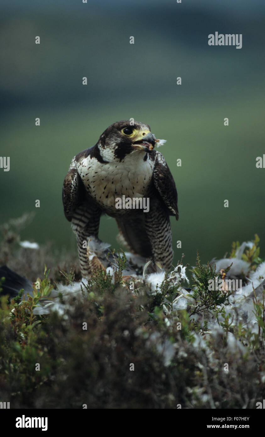 Peregrine Falcon Captive taken from front with feather in mouth perched ...