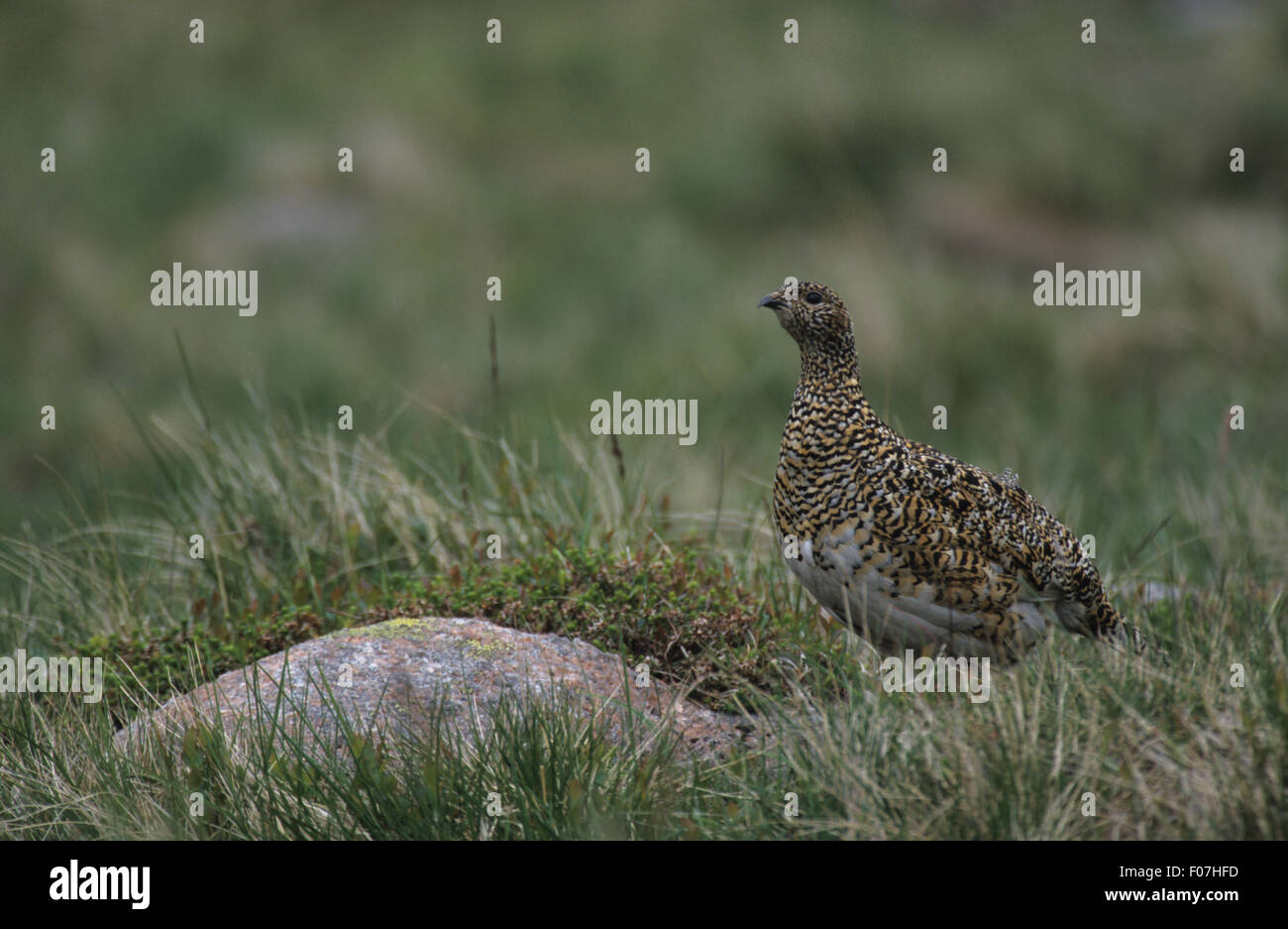 Scrub grass hi-res stock photography and images - Alamy