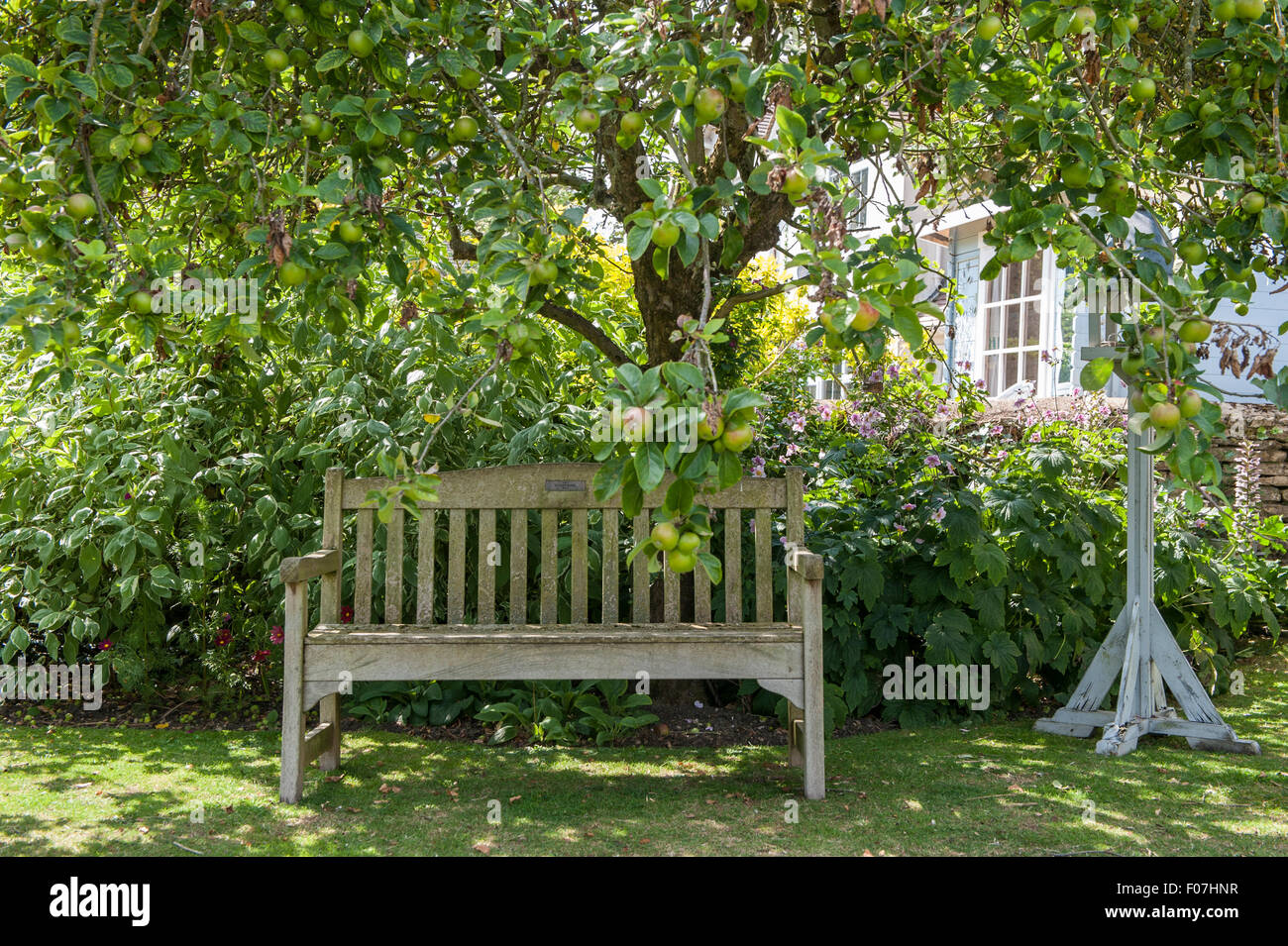 Apples growing on an apple tree in the summer time in England with the ...