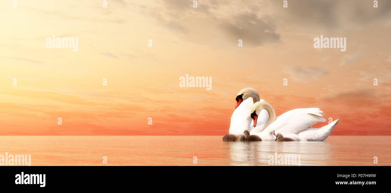 Swan family floating over water by sunset - 3D render Stock Photo - Alamy
