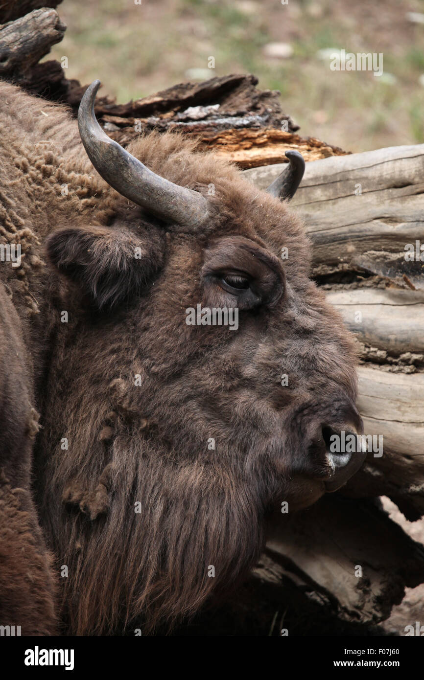 European bison (Bison bonasus), also known as the wisent at Chomutov ...