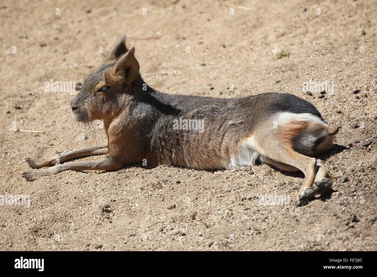 Patagonian mara (Dolichotis patagonum) at Jihlava Zoo in Jihlava, East ...