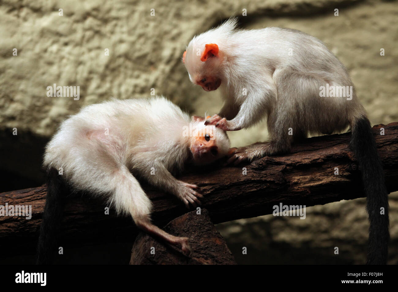 Marmosets hi-res stock photography and images - Alamy