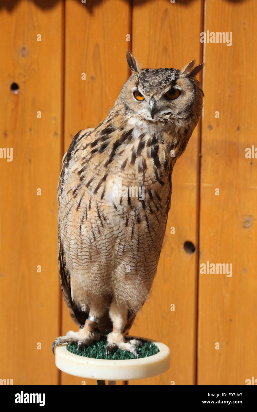 Indian eagle-owl (Bubo bengalensis), also known as the Bengal eagle-owl at Jihlava Zoo in ...