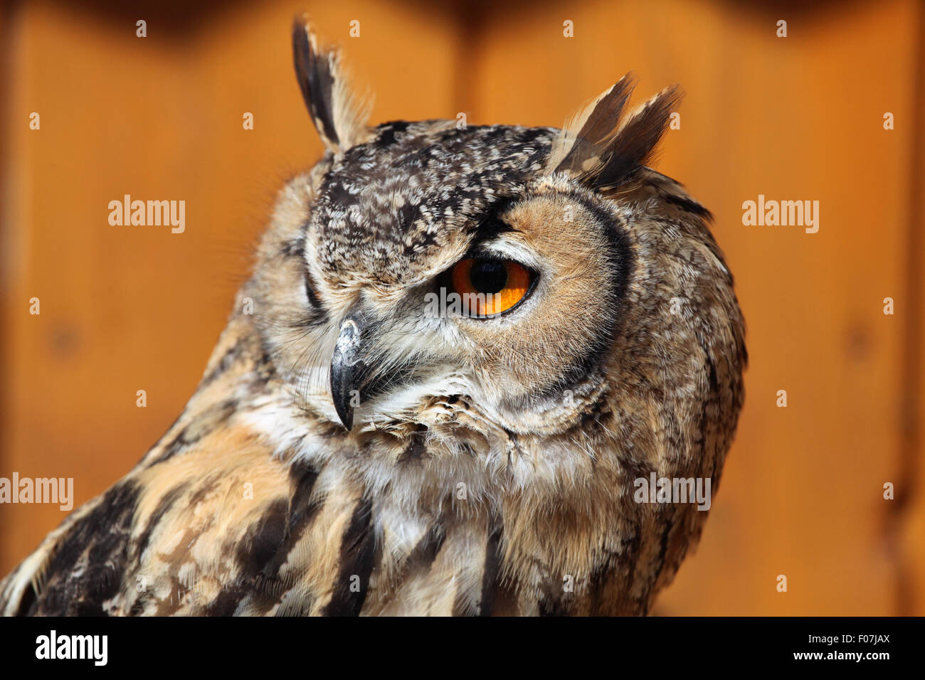 Indian eagle-owl (Bubo bengalensis), also known as the Bengal eagle-owl at Jihlava Zoo in ...