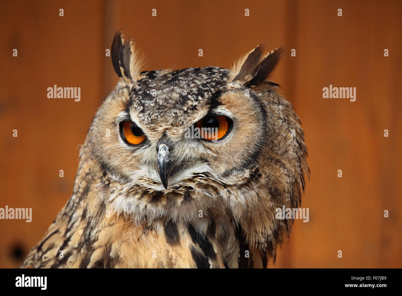 Indian eagle-owl (Bubo bengalensis), also known as the Bengal eagle-owl at Jihlava Zoo in ...