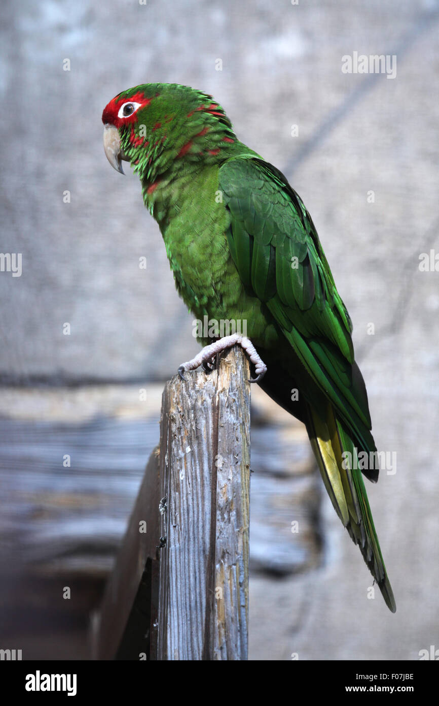 Mitred parakeet (Psittacara mitrata) at Jihlava Zoo in Jihlava, East ...