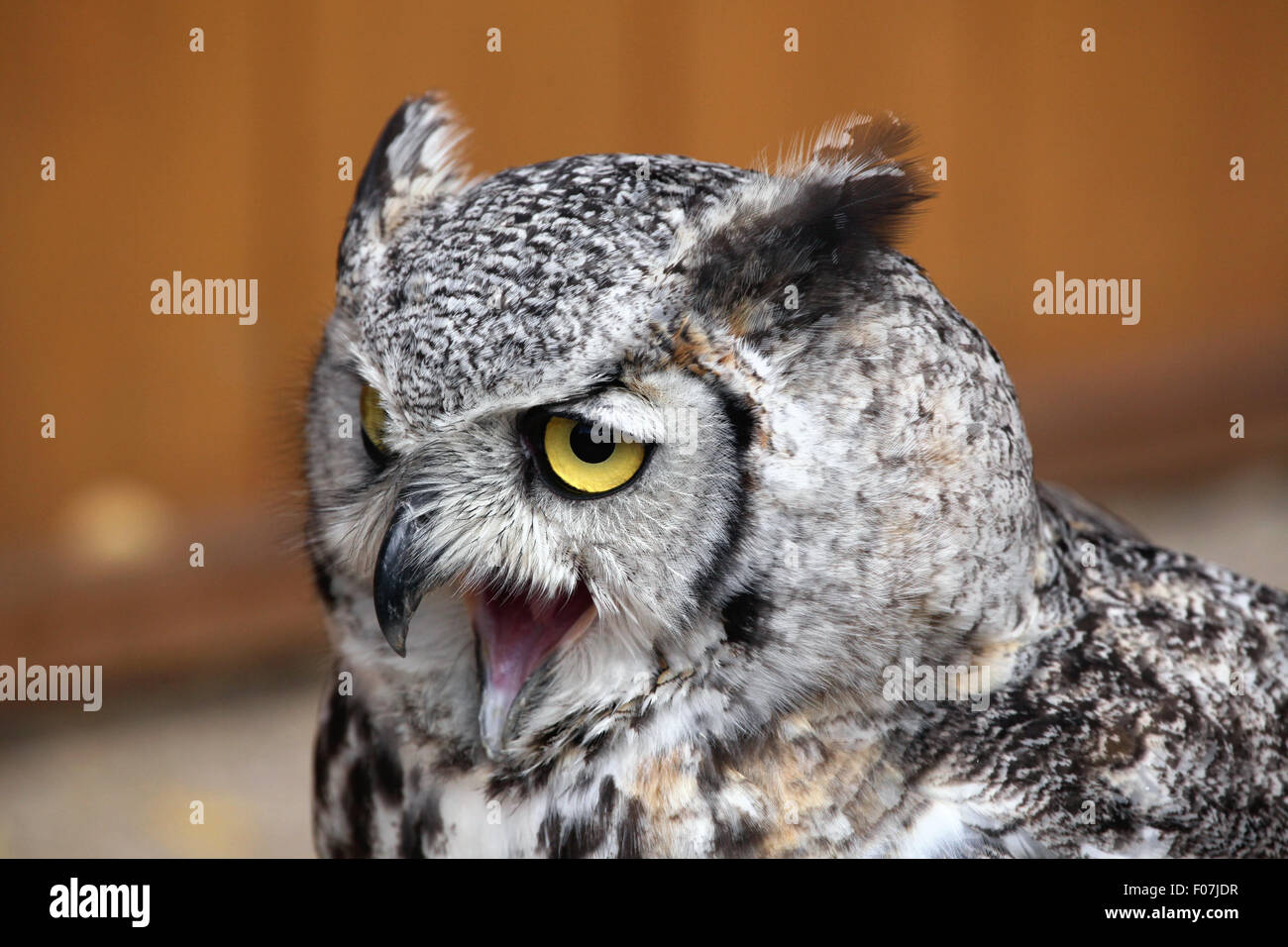 Great horned owl (Bubo virginianus), also known as the tiger owl at ...