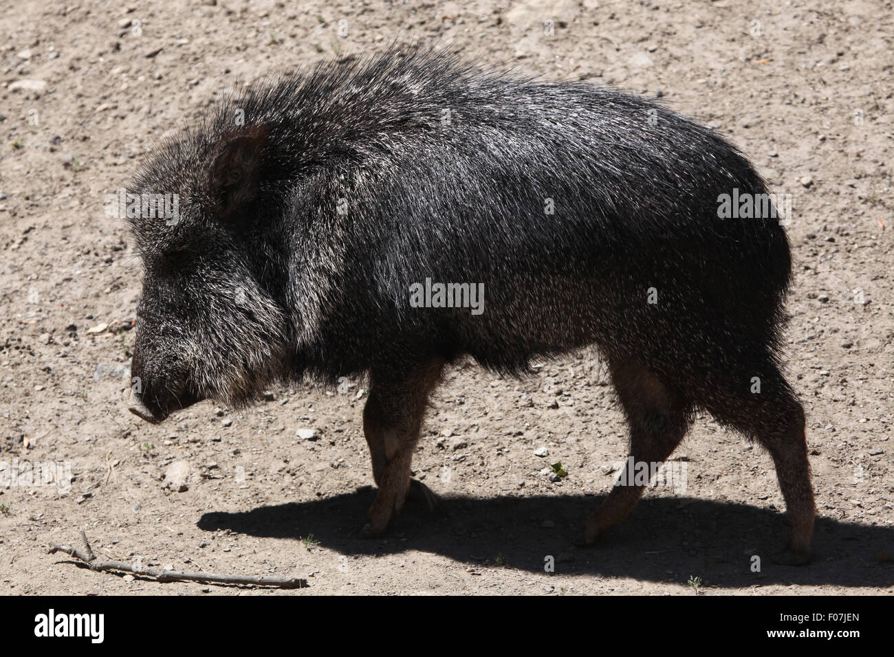 Chacoan peccary (Catagonus wagneri), also known as the tagua at Jihlava ...