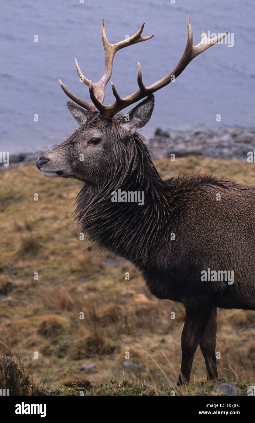 Red Deer close up head shot large antlers looking left in rain by loch ...