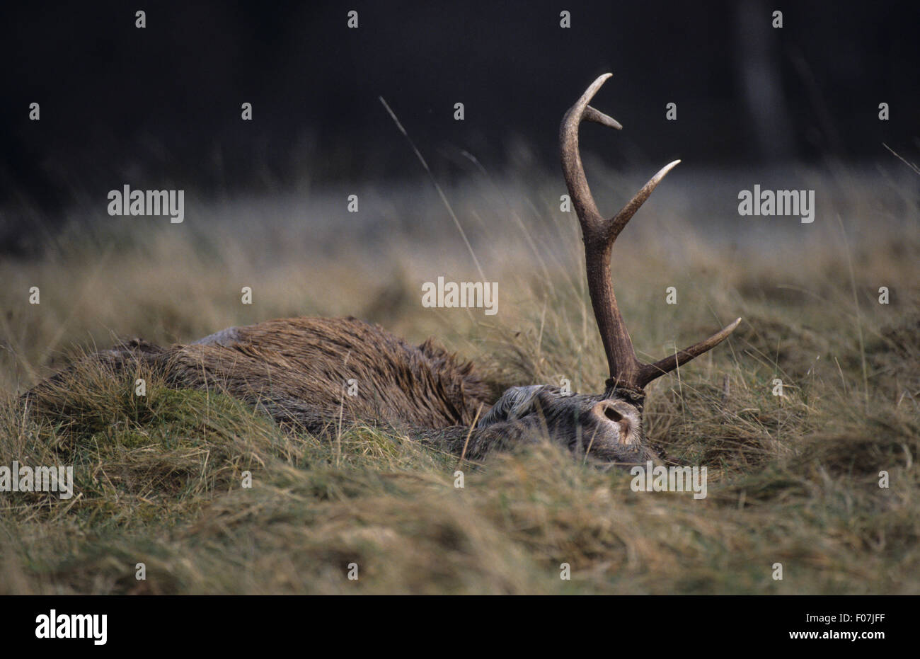 Deer carcass hi-res stock photography and images - Alamy