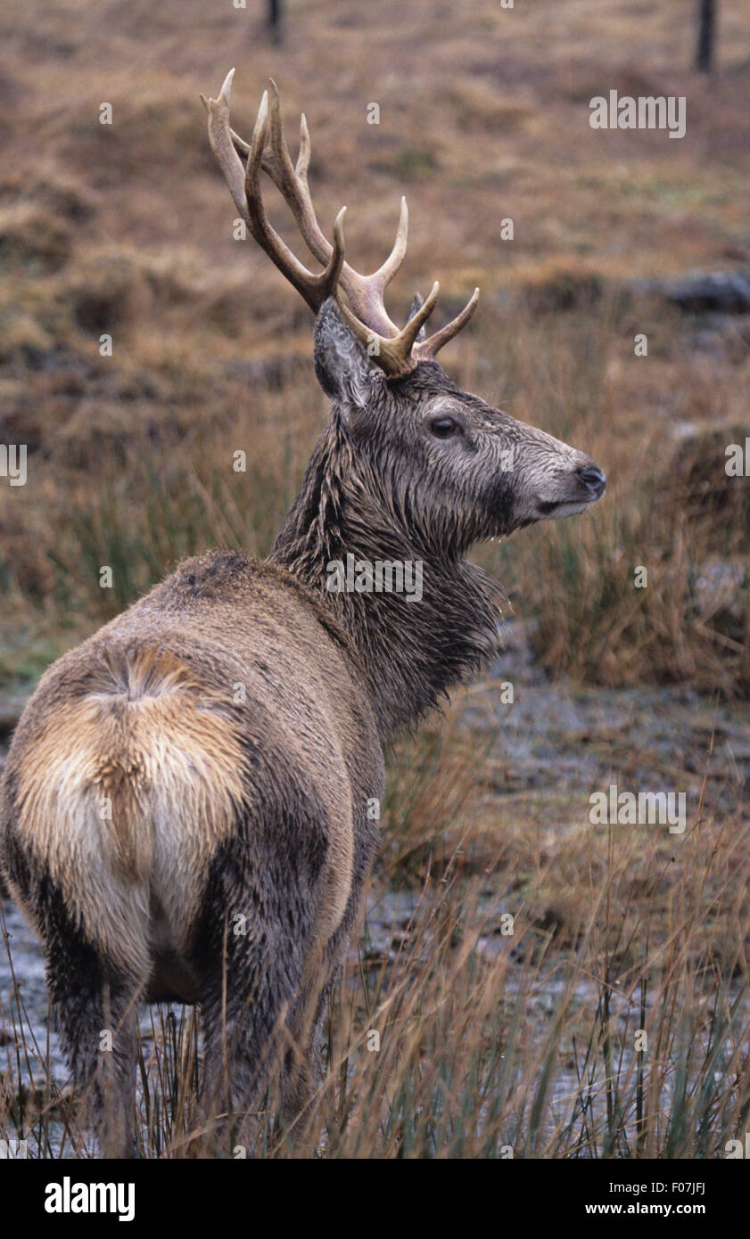 Red Deer with large antlers close up taken from behind looking to right ...