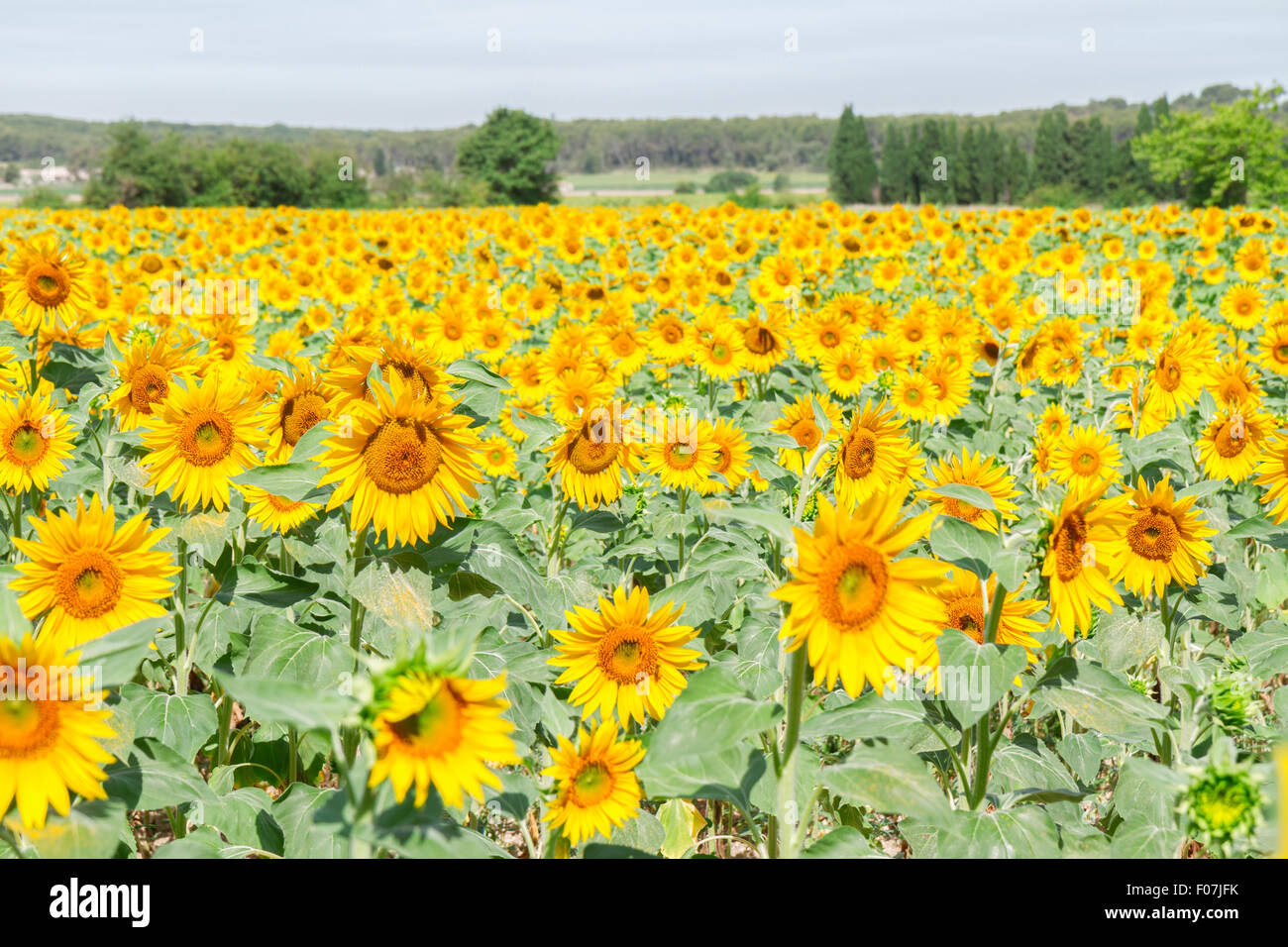 Field of sunflowers Stock Photo - Alamy
