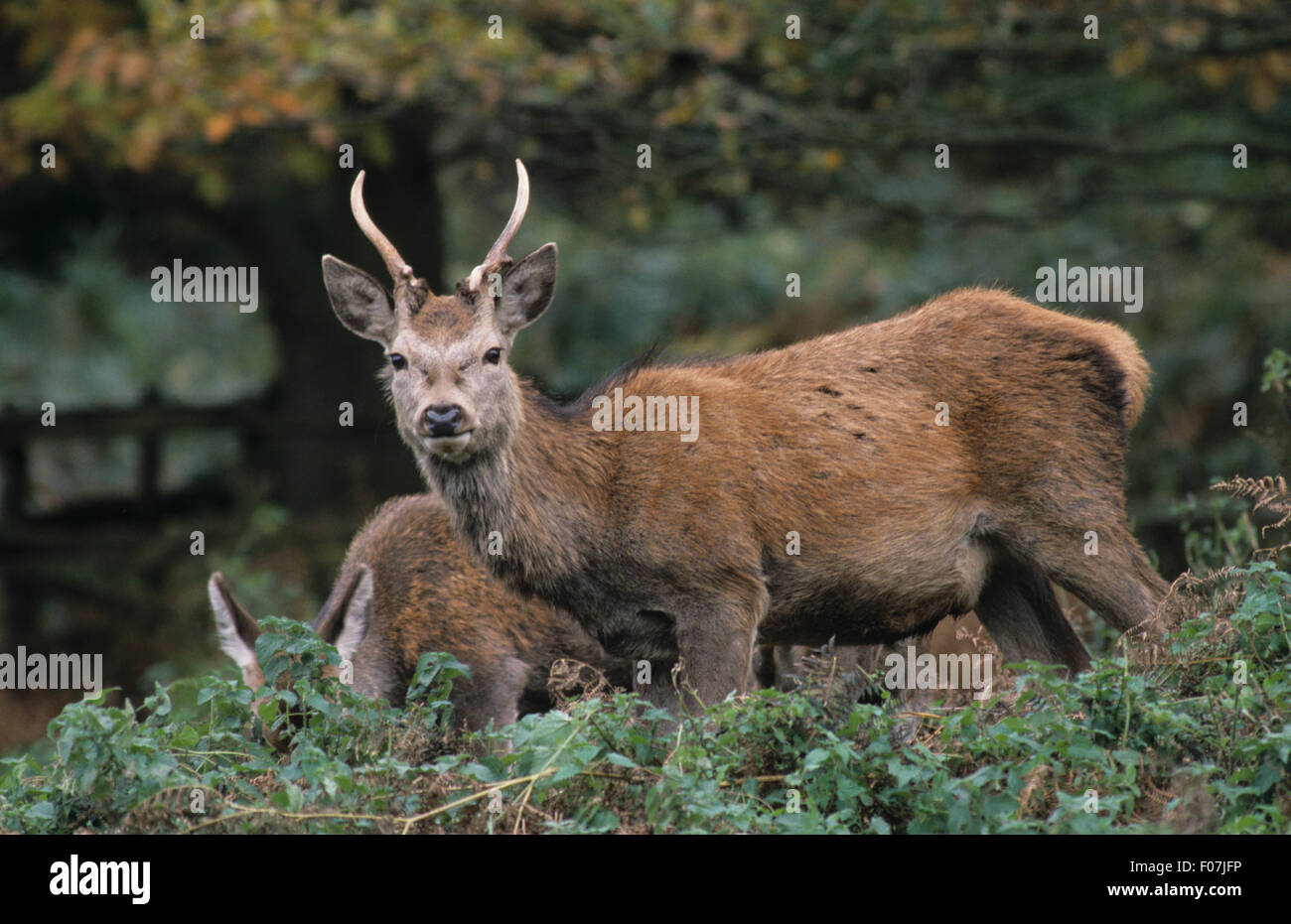 Red Deer taken in profile looking back at camera standing in long ...