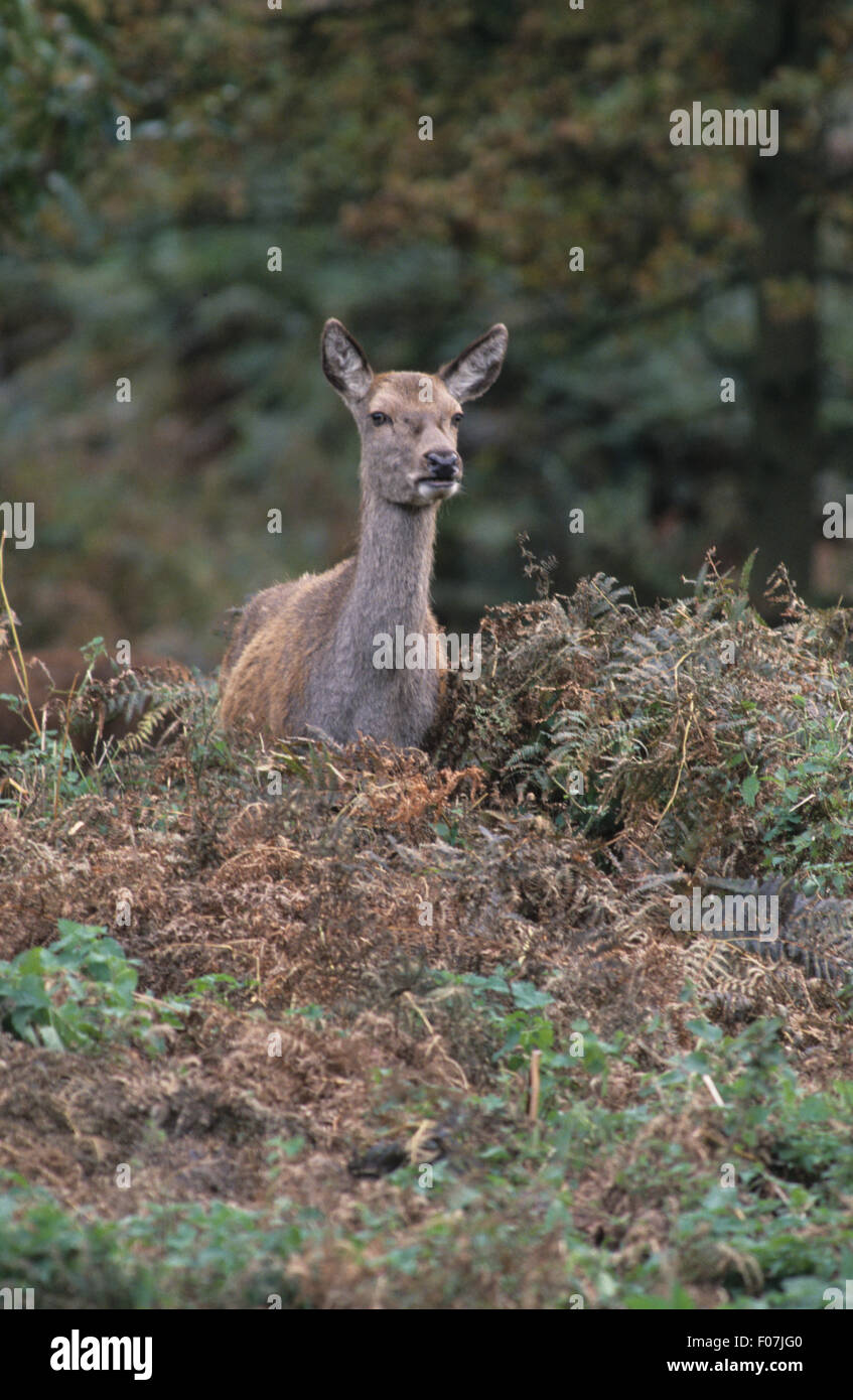 Red deer looking behind hi-res stock photography and images - Alamy