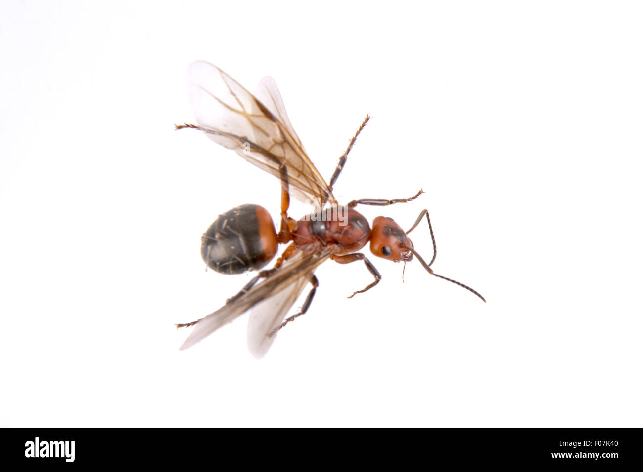 Brown insect isolated on a white background Stock Photo - Alamy