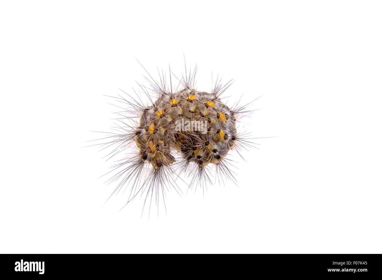 Colored caterpillar isolated on a white background Stock Photo - Alamy