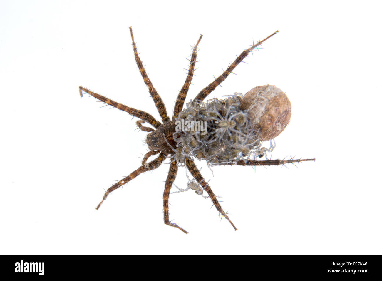 Spiderling Young High Resolution Stock Photography and Images - Alamy
