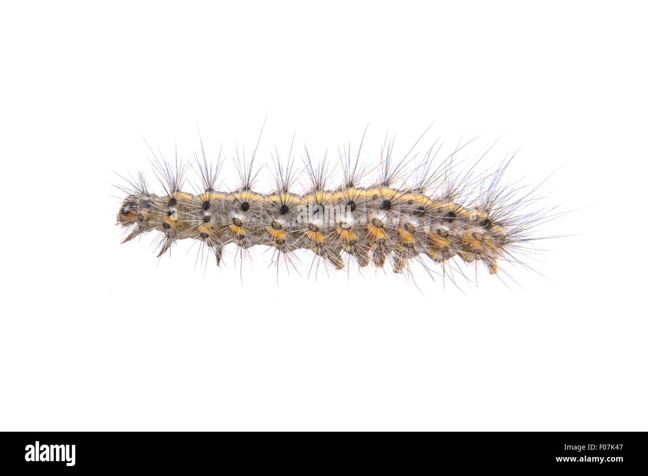 Colored caterpillar isolated on a white background Stock Photo - Alamy