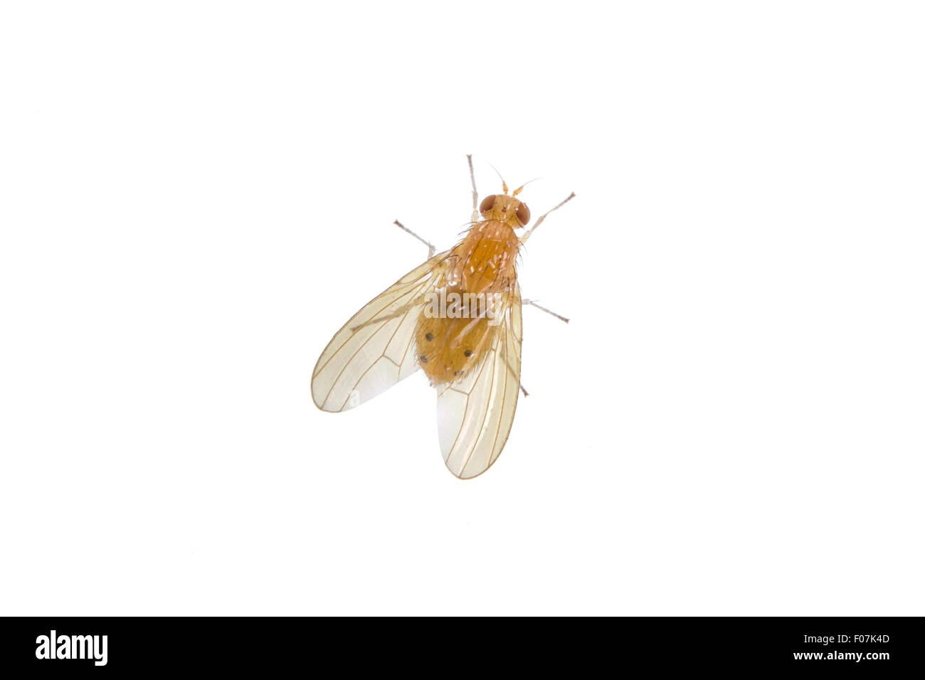 Beige fly isolated on a white background Stock Photo - Alamy