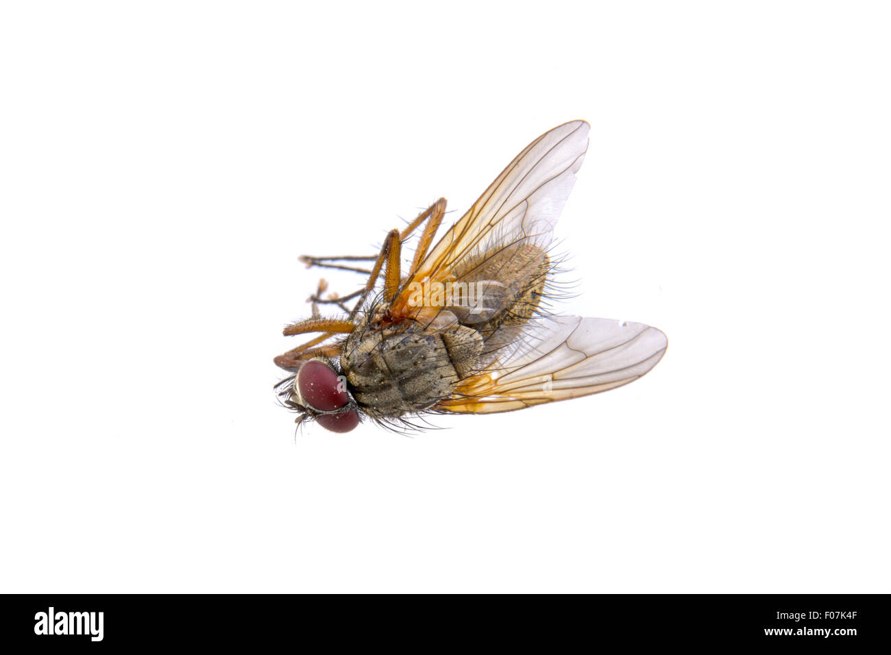 Brown fly isolated on a white background Stock Photo - Alamy