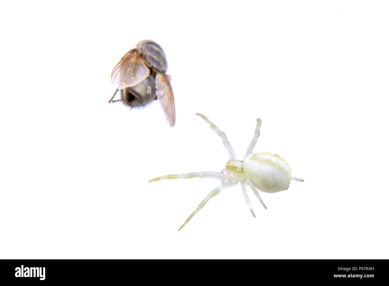 White spider with fly isolated on the white background Stock Photo - Alamy