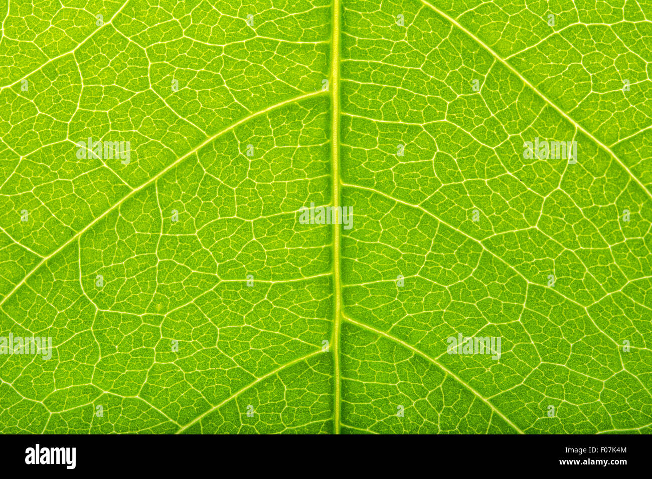 Detailed view of green leaves background Stock Photo - Alamy