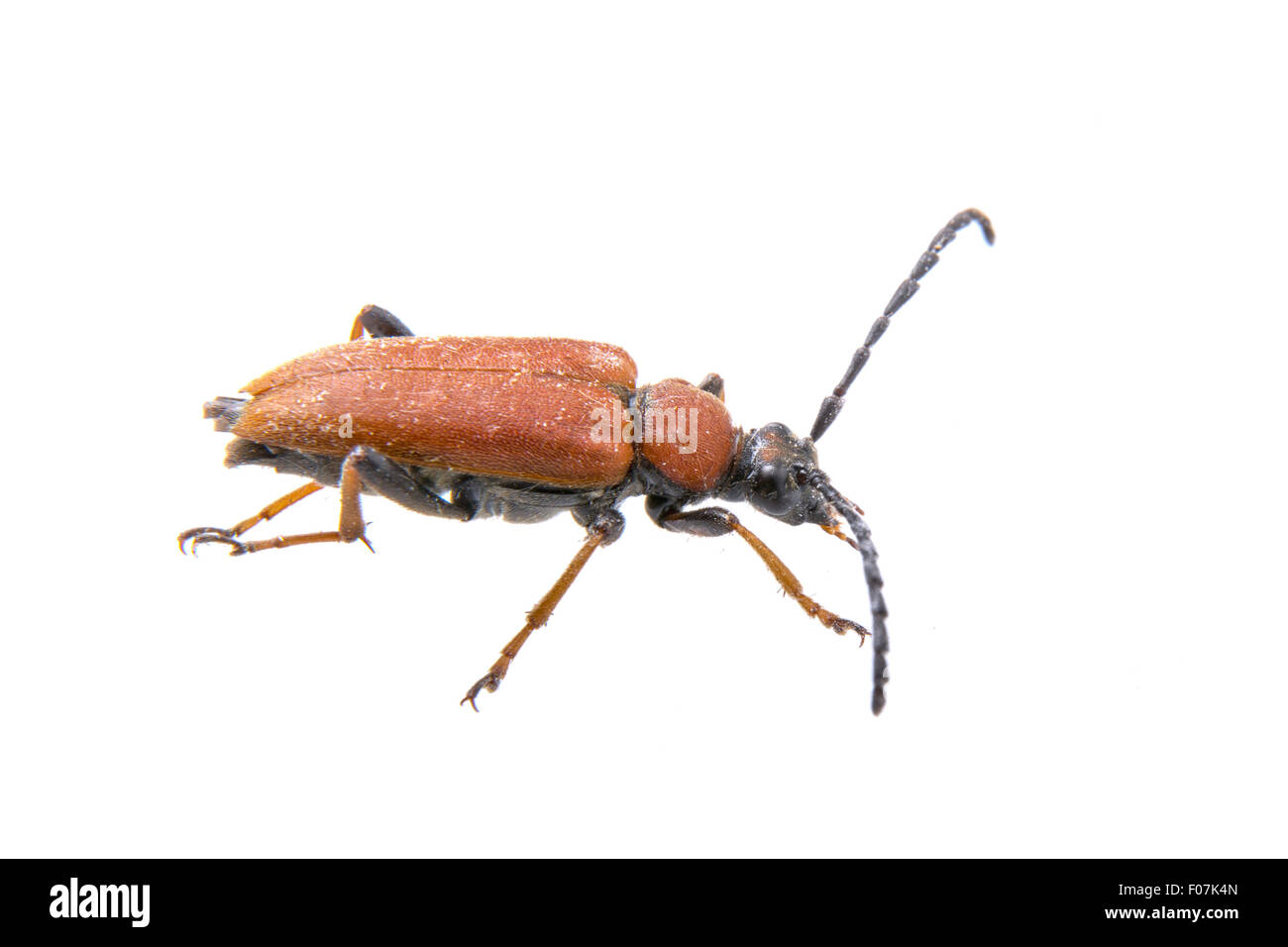 Rusty beetle isolated on a white background Stock Photo - Alamy