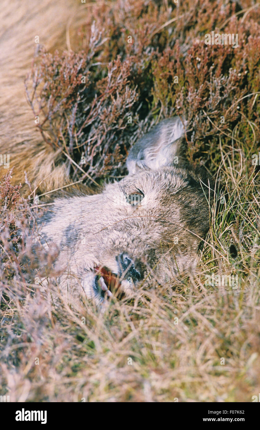 Carcass grass hi-res stock photography and images - Alamy