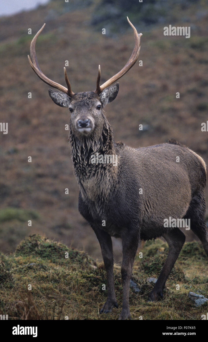Rain deer hi-res stock photography and images - Alamy