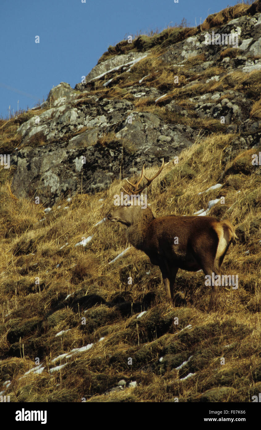 Red Deer profile looking left large antlers standing on mountainside ...