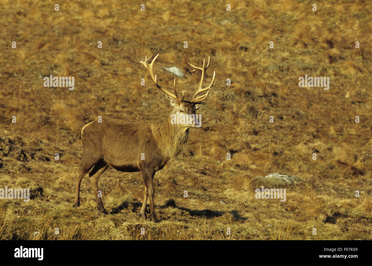 Deer profile hi-res stock photography and images - Alamy