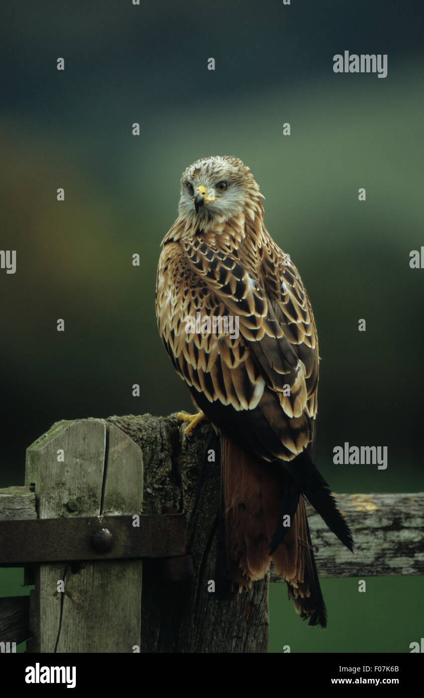 Red Kite taken from behind with open tail looking back towards camera ...
