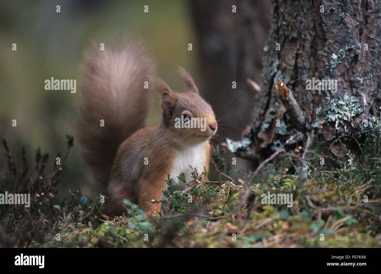 Red squirrel peeping from behind tree hi-res stock photography and ...