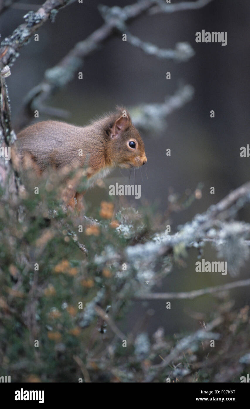 Red Squirrel in profile looking to the right sitting in heather and ...
