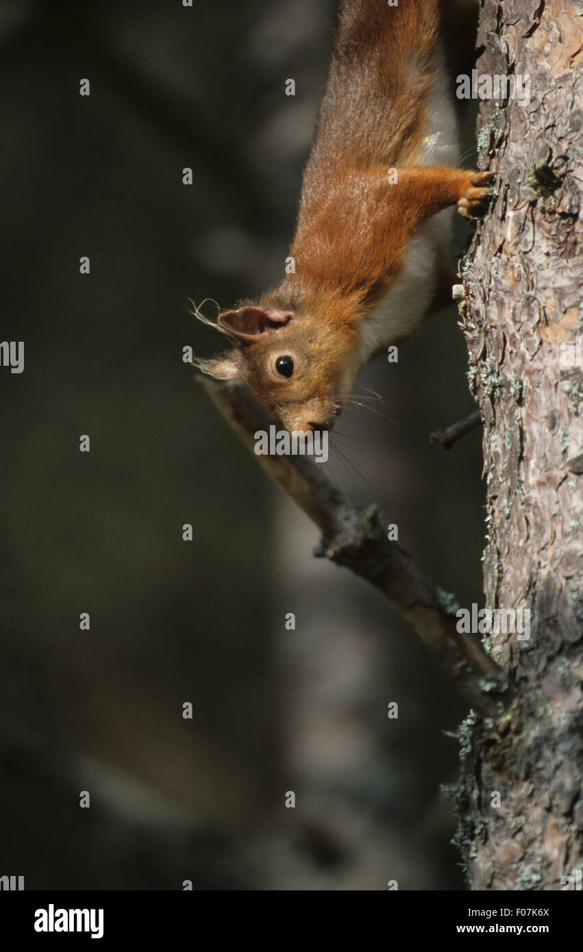 Red Squirrel in profile descending down the side of a fir tree Stock ...
