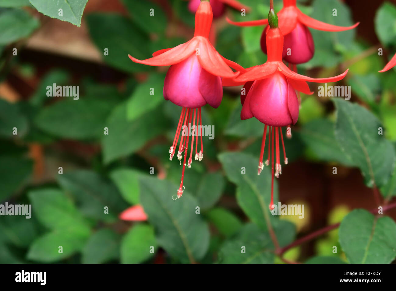 a close up view of the beautiful Fuchsia plant Stock Photo - Alamy