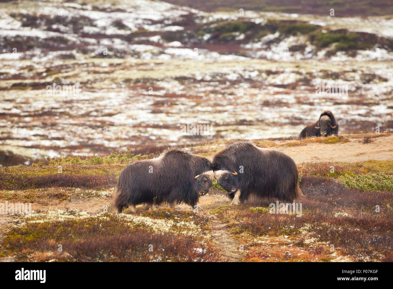 Musk ox fighting hi-res stock photography and images - Alamy