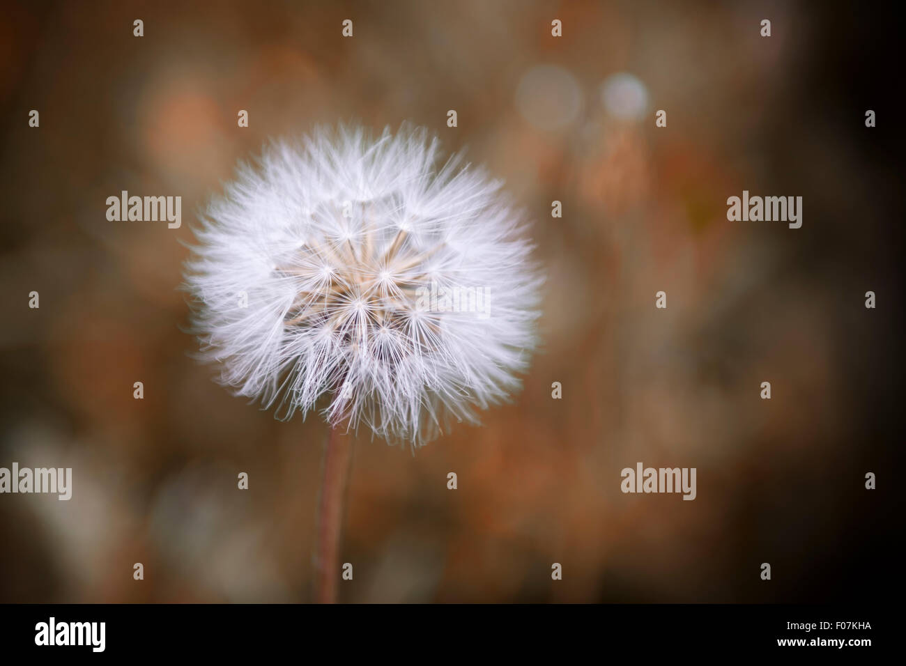 Dandelion in bloom Stock Photo - Alamy