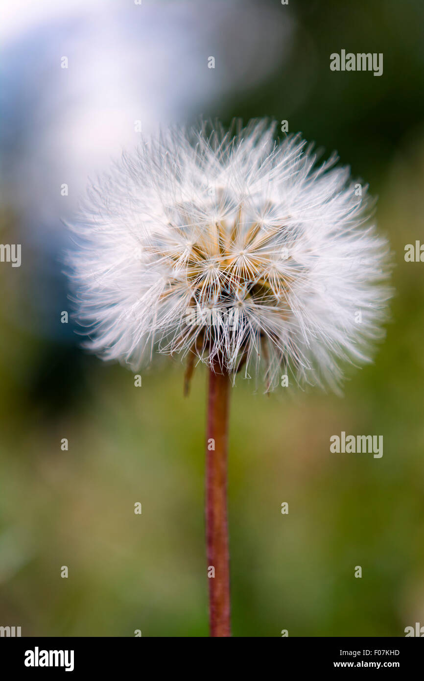 Botanical in bloom hi-res stock photography and images - Alamy