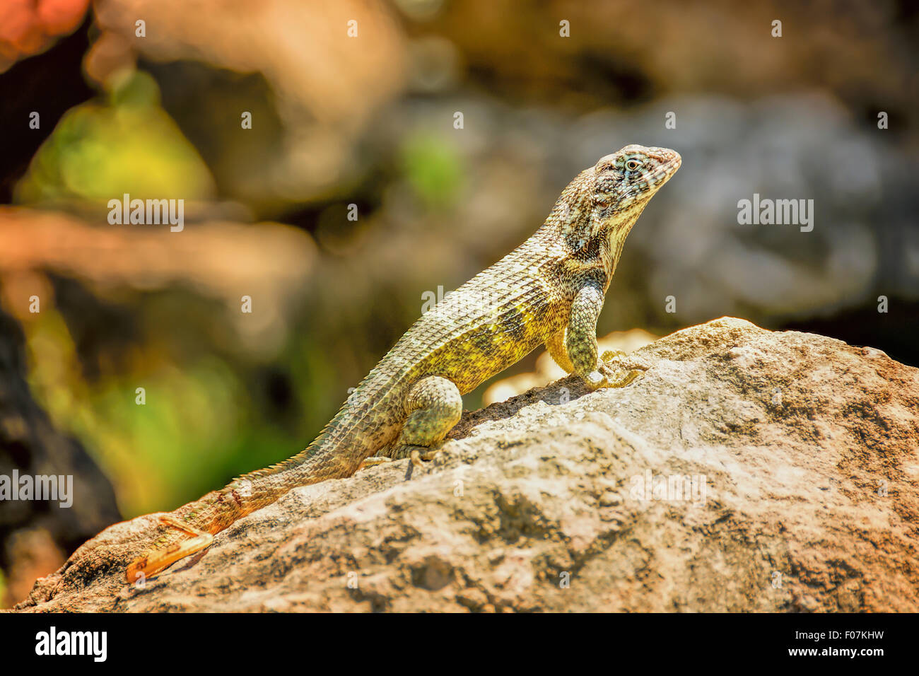 Varadero, Cuba, Small Iguana Sitting On A Desert Rock Stock Photo - Alamy