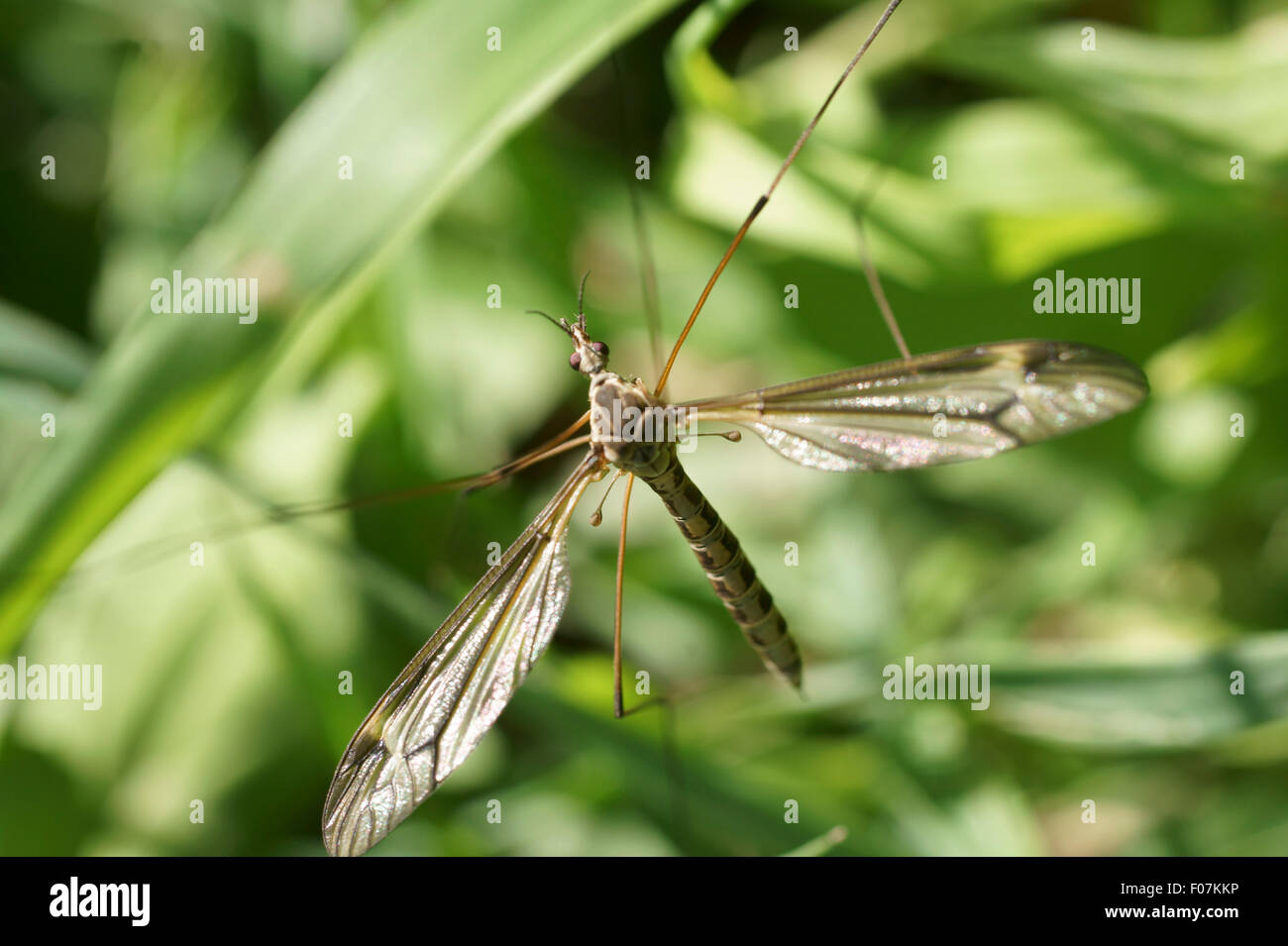 Gnat head hi-res stock photography and images - Alamy