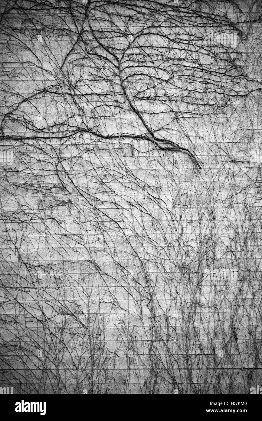 Climbing tendril Black and White Stock Photos & Images - Alamy