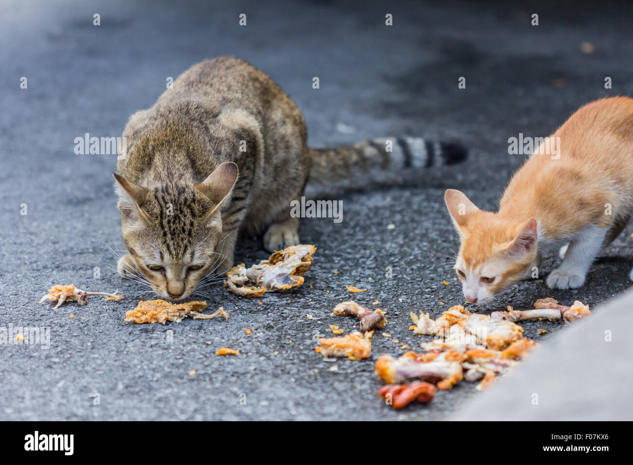 Beautiful white cat eating hi-res stock photography and images - Alamy