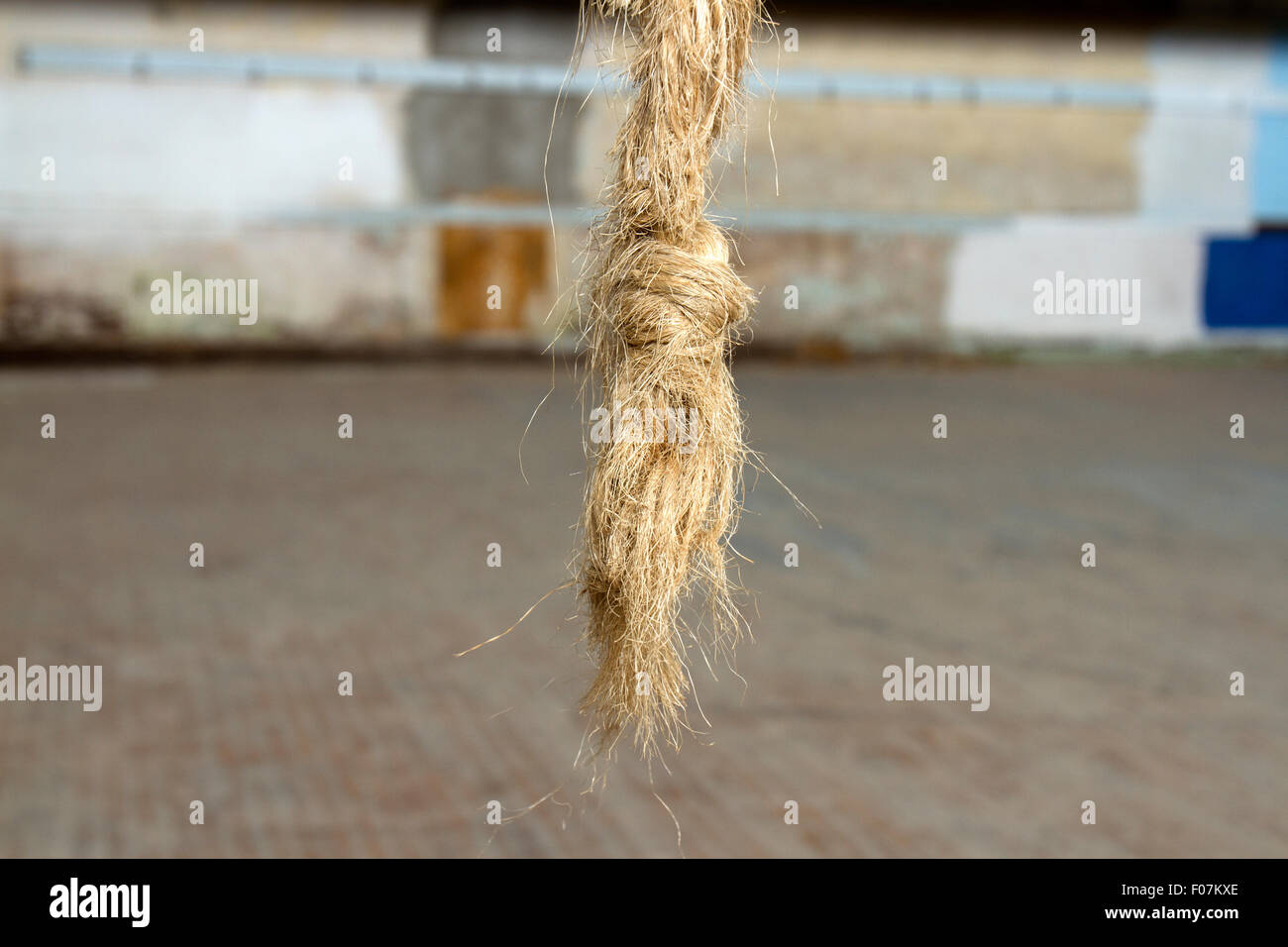 Knotted rope hanging in old school gym Stock Photo - Alamy