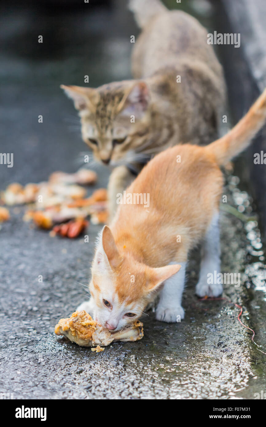 cat eating chicken on the side walk Stock Photo - Alamy