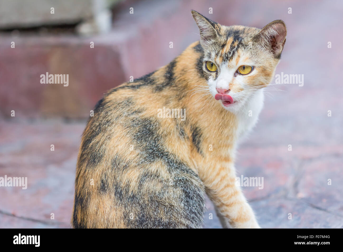 Multi-colored cat and yellow stripes with yellow eyes( Striped not ...