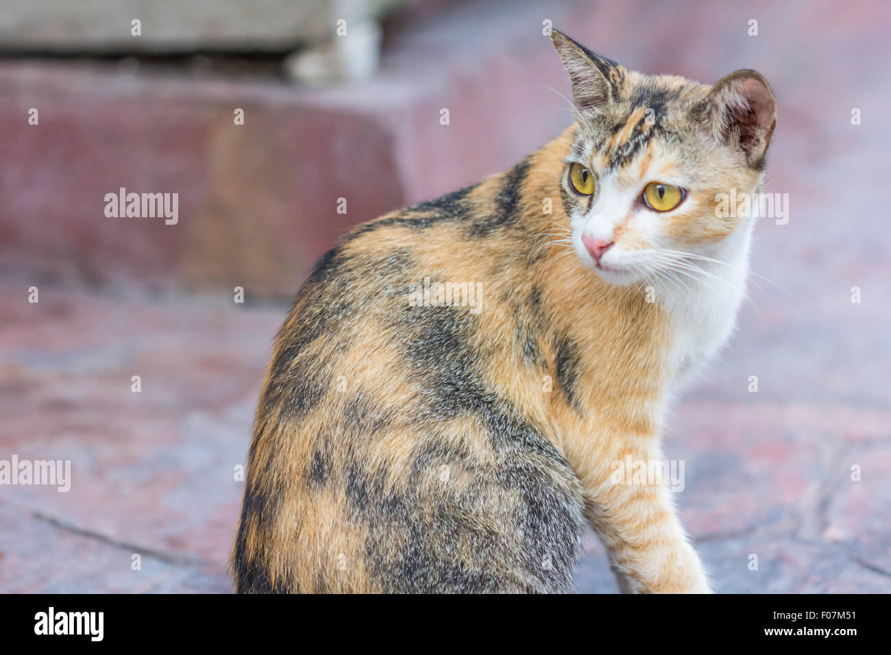 Multi-colored cat and yellow stripes with yellow eyes( Striped not ...