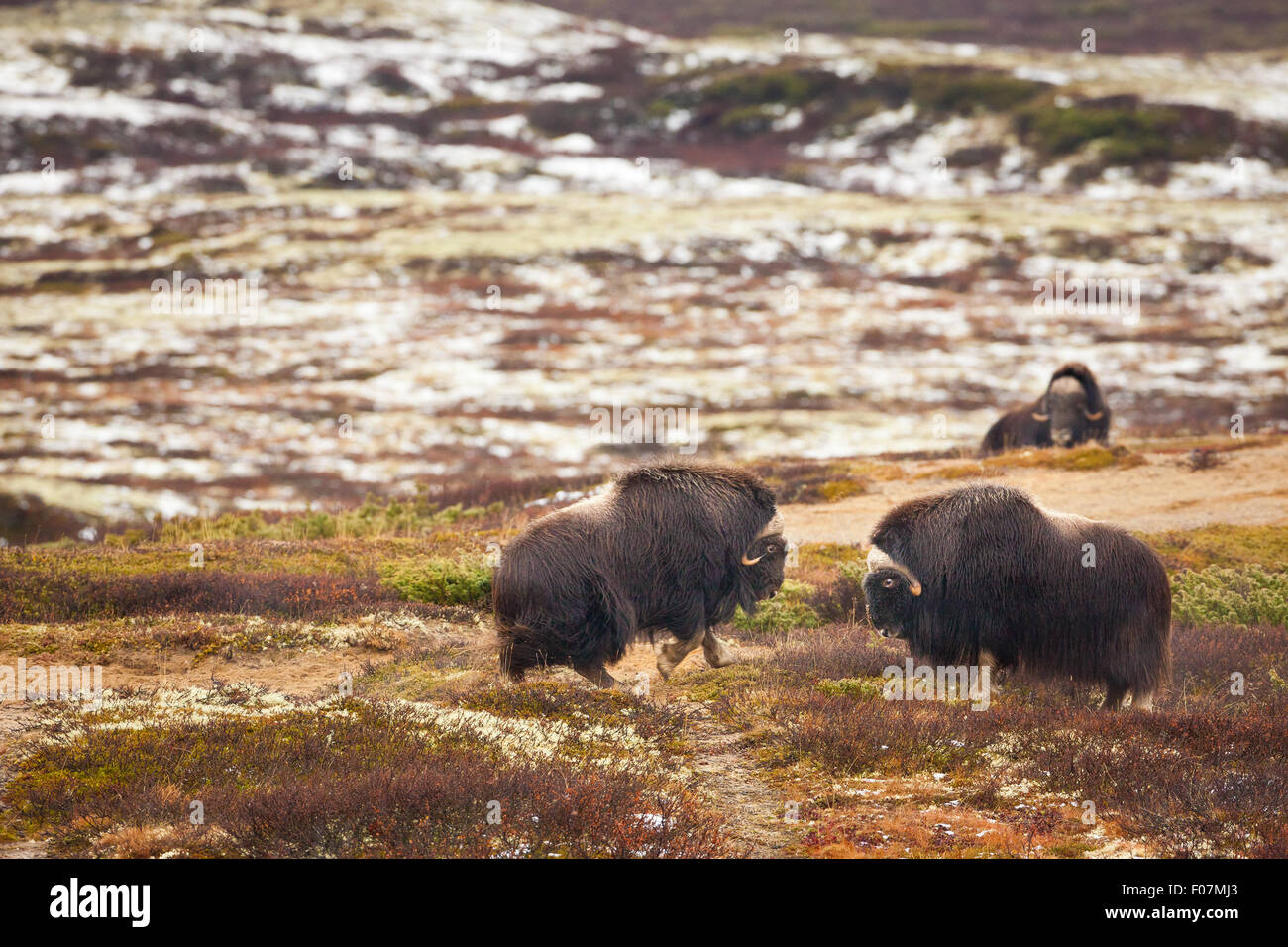 Muskox bulls fighting, Ovibos moschatus, in Dovrefjell national park ...