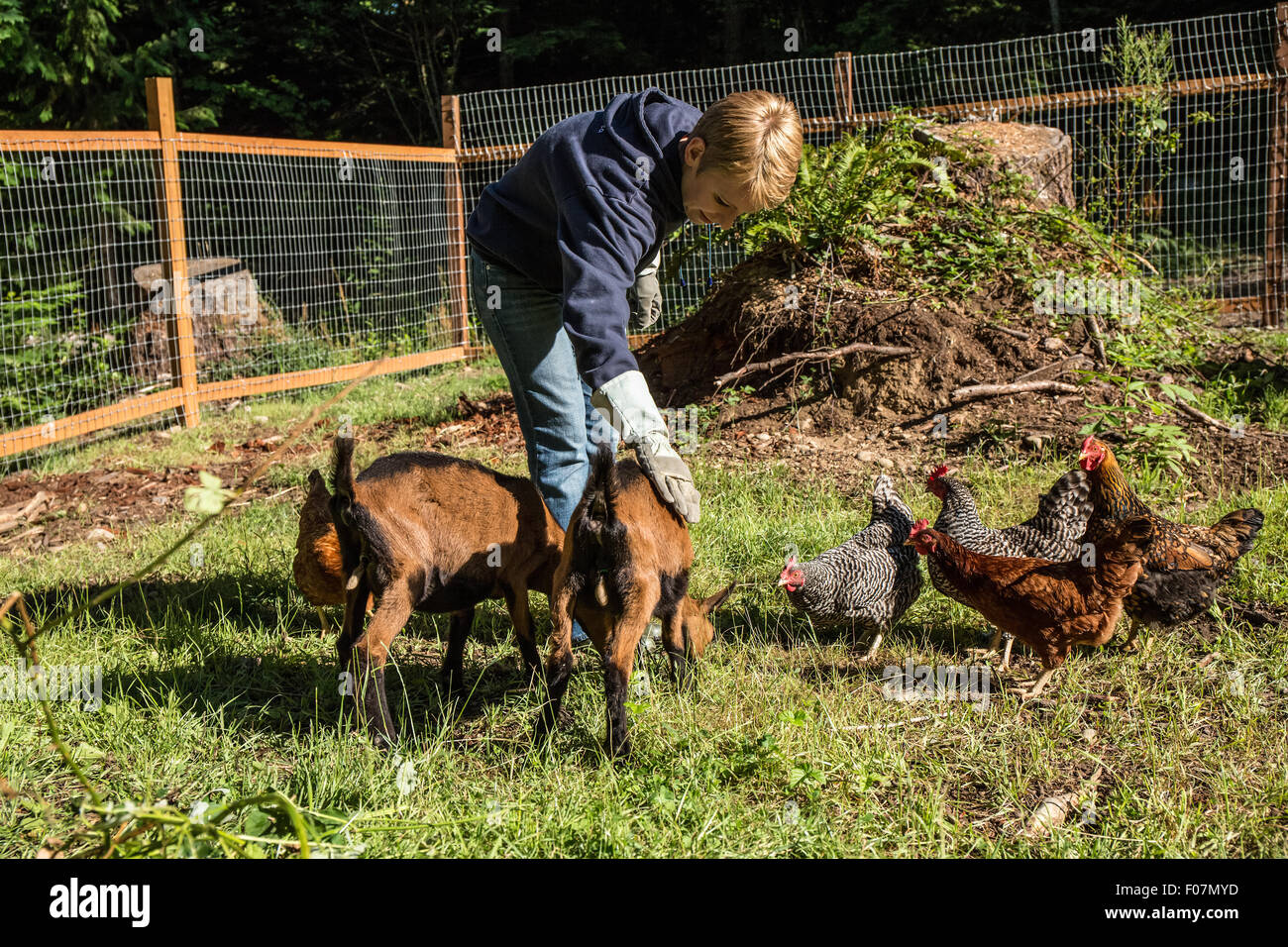 Goat farm chicken hi-res stock photography and images - Alamy